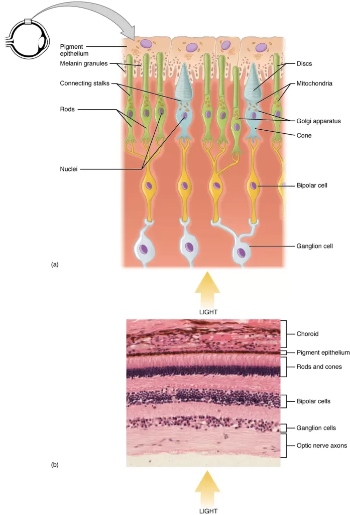 Human Eye Resolution Explained: Megapixels, FPS & Vision